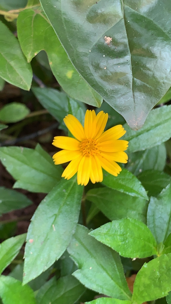 trailing daisy from Gadchiroli on September 02, 2021 at 11:58 AM by ...