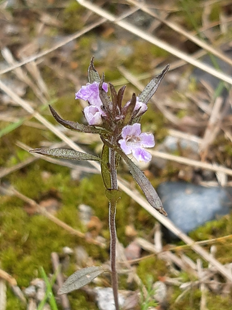 Summer Savory in September 2021 by Sanna Pekkanen. Piha-alue, joutomaa ...
