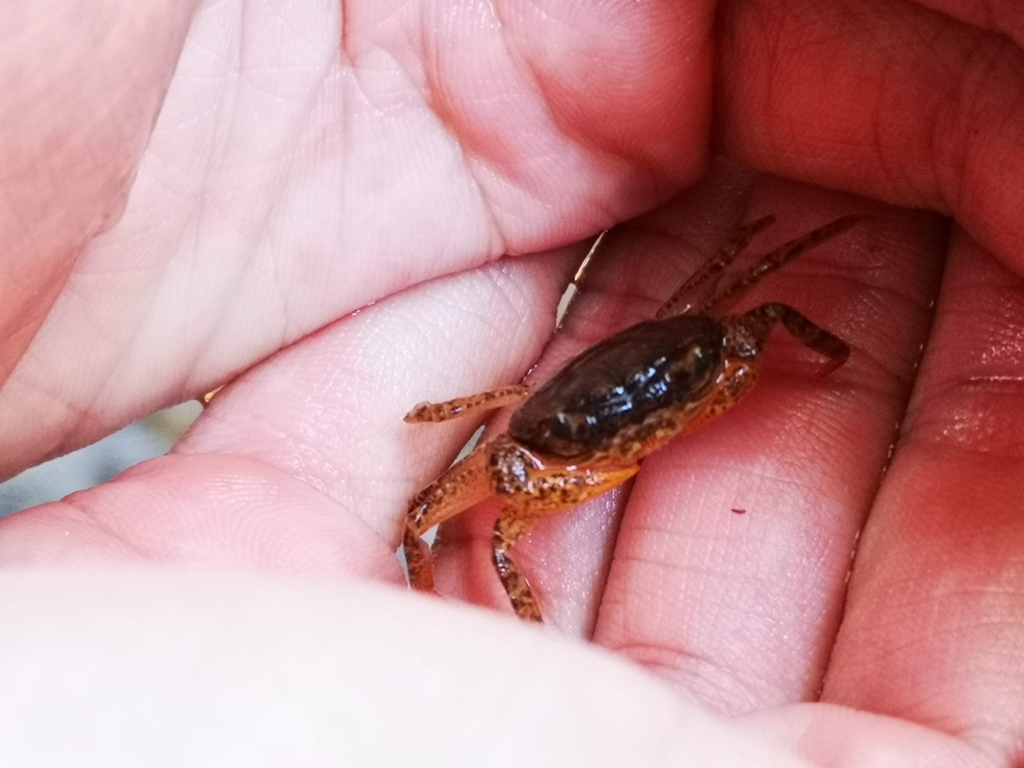 True Crabs from บ้านกร่างแคมป์ on September 08, 2021 by Panuwat ...