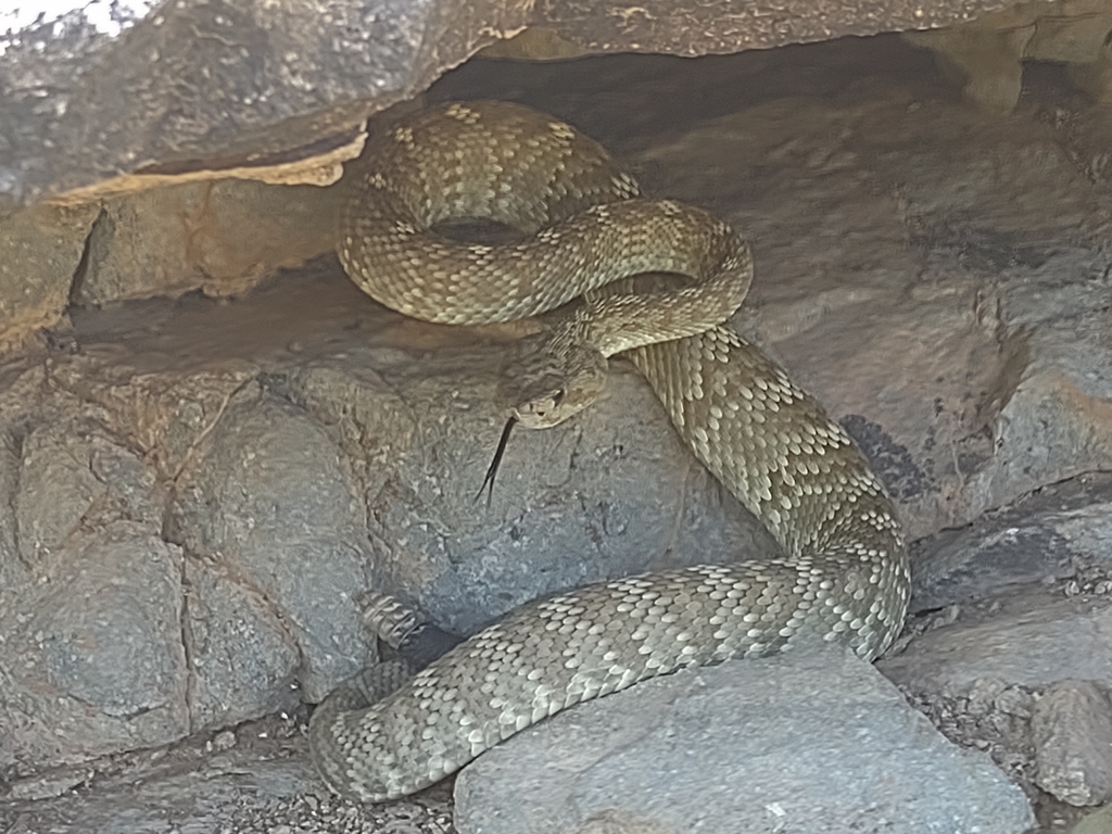 Northern Black-tailed Rattlesnake in September 2021 by Brian Jones ...