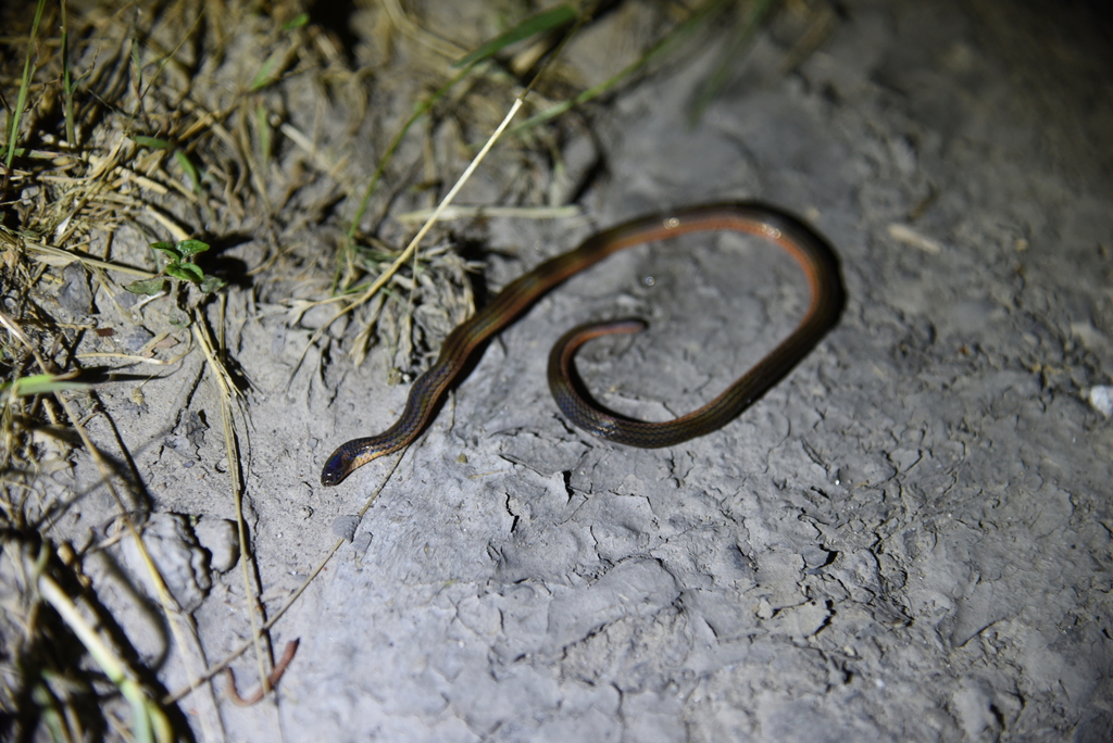 Collared Reed Snake from 267台灣宜蘭縣大同鄉南山村 on April 17, 2020 at 09:07 PM ...