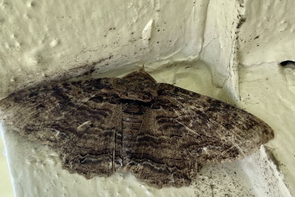 Lunate Zale Moth from NW 30th Pl, Newberry, FL, US on September 08 ...