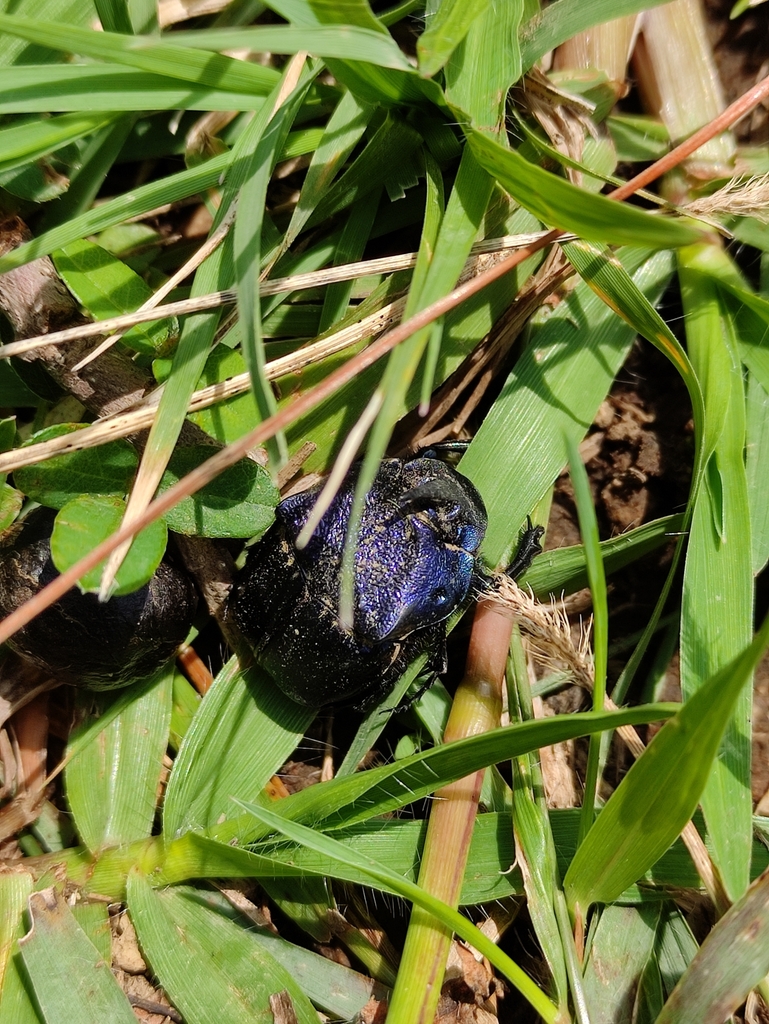 Phanaeus quadridens from 74313 Pue., México on September 8, 2021 at 11: ...