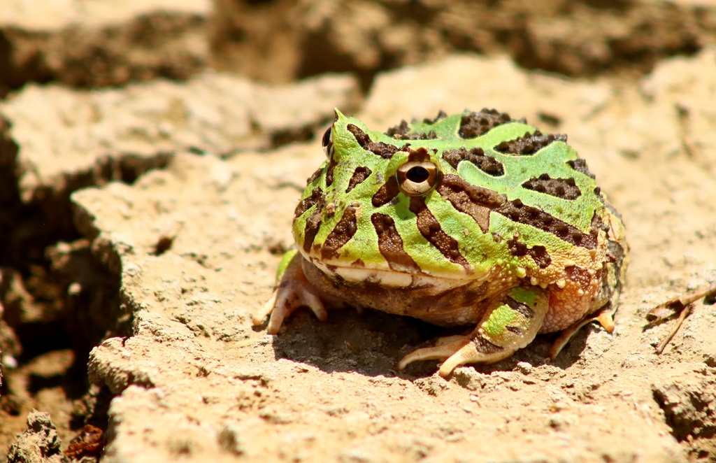 Venezuelan Horned Frog from Paraguaná on September 07, 2021 at 09:33 AM ...