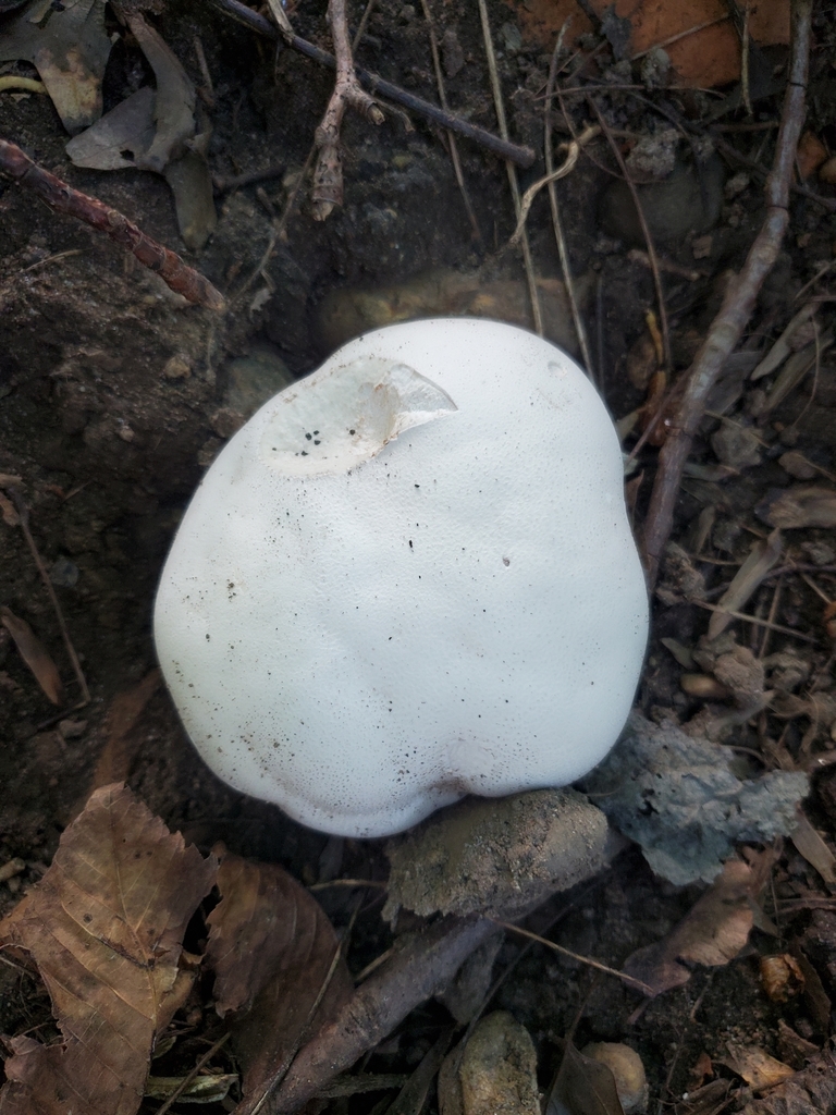 giant puffball from Washington, DC 20016, USA on September 08, 2021 at ...