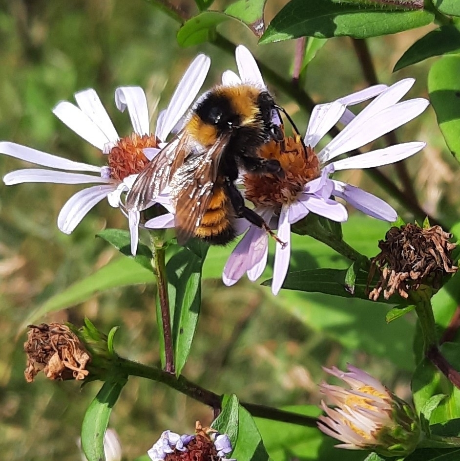 Northern Amber Bumble Bee from Unnamed Road, La Côte-de-Gaspé, QC G0E ...