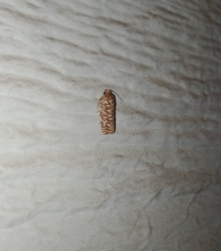 Juniper Budworm Moth from Brock, TX 76087, USA on September 08, 2021 at ...