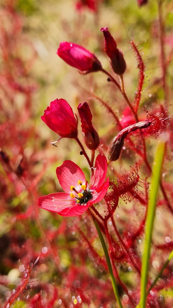 Poppy-flowered Sundew from West Coast, ZA-WC, ZA on September 7, 2021 ...