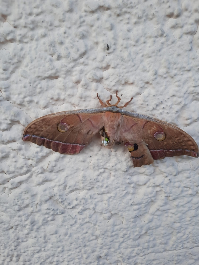 Japanese Silk Moth from 94577 on September 3, 2021 by Werner Kerscher ...