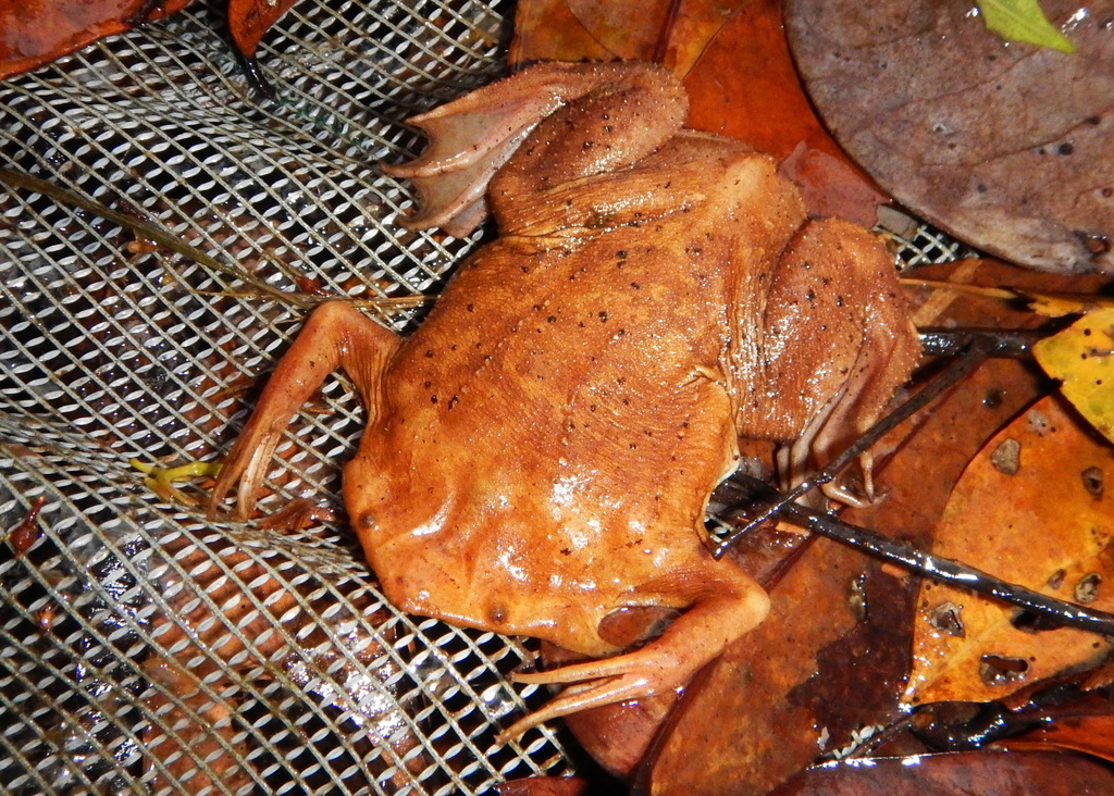 Suriname Toad from Maroa, 7101, Amazonas, Venezuela on September 17 ...