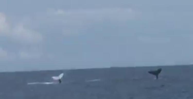 Humpback Whale from None on August 22, 2021 by Siren Sighting Network ...