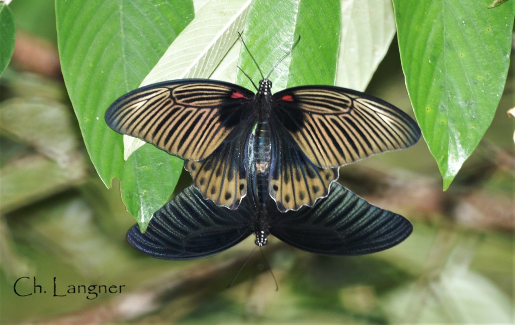 Great Mormon from Lalut Birai research station Long Alango, Bahau Hulu ...