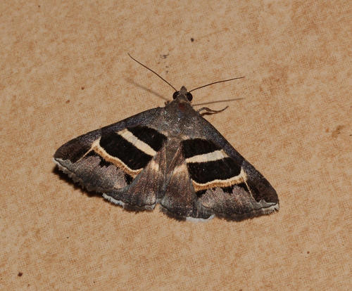 Exclusive Lines (Grammodes exclusiva) · iNaturalist