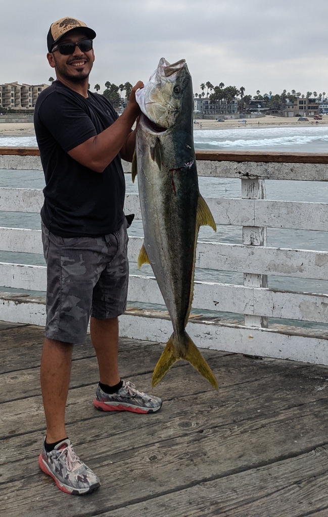 Yellowtail Kingfish from San Diego County, CA, USA on September 8, 2021 ...