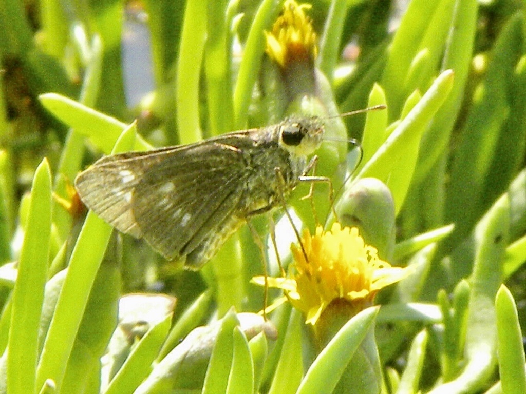Wandering Skipper from Ensenada, BC, MX on September 9, 2021 at 11:02 ...