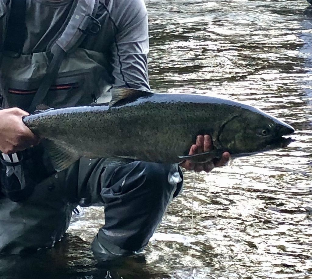 Chinook Salmon from Salmon River, Pulaski, NY, US on September 09, 2021 ...
