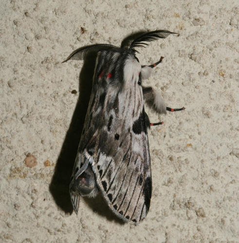 Fentonina exacta · iNaturalist