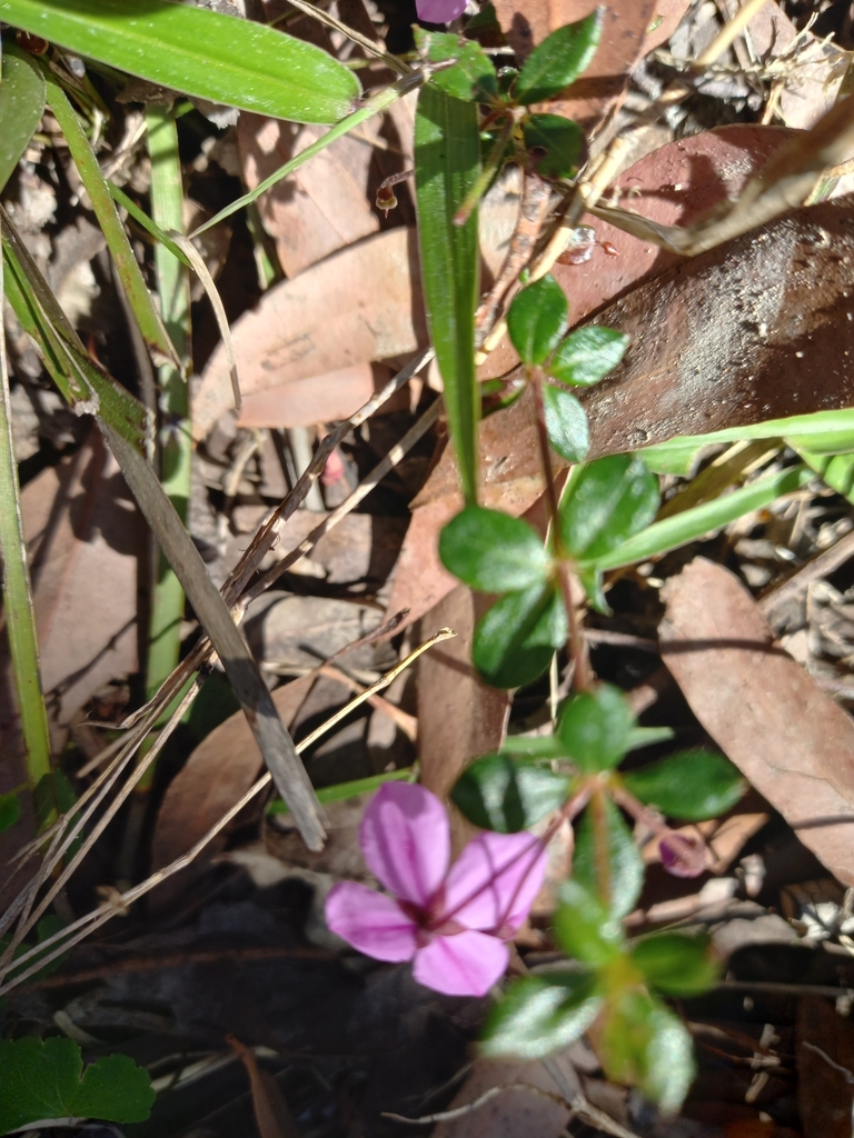 Thyme Pink-bells from Gheerulla QLD 4574, Australia on September 10 ...