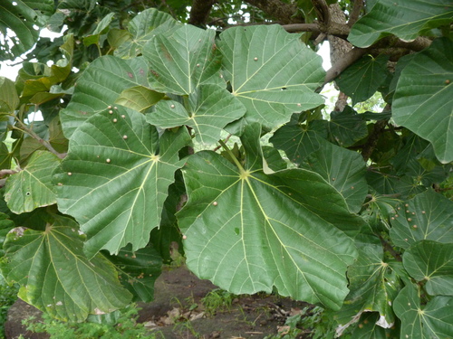 Kola Trees (Genus Cola) · iNaturalist Guatemala