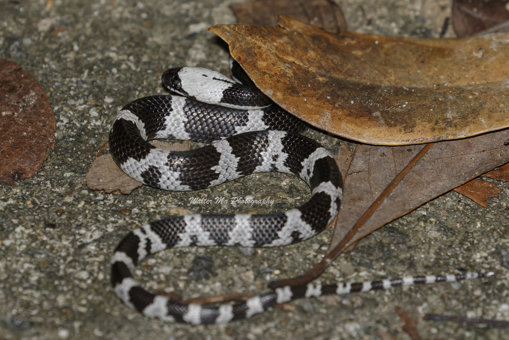 Futsing Wolf Snake in September 2021 by Walter Ma · iNaturalist