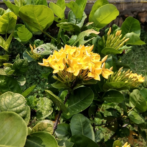 Subespecies Ixora coccinea lutea · Naturalista Costa Rica