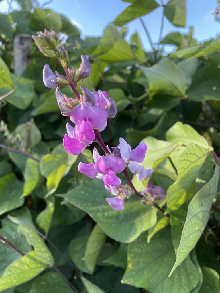 Common Bean from TW on September 10, 2021 at 04:15 PM by 張子頤 · iNaturalist
