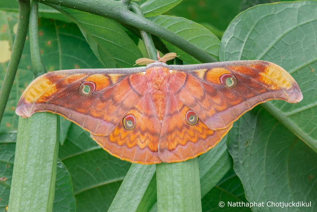 Oak Tasar Silk Moth from Dong Phayayen-Khao Yai Forest, Nakhon Nayok ...