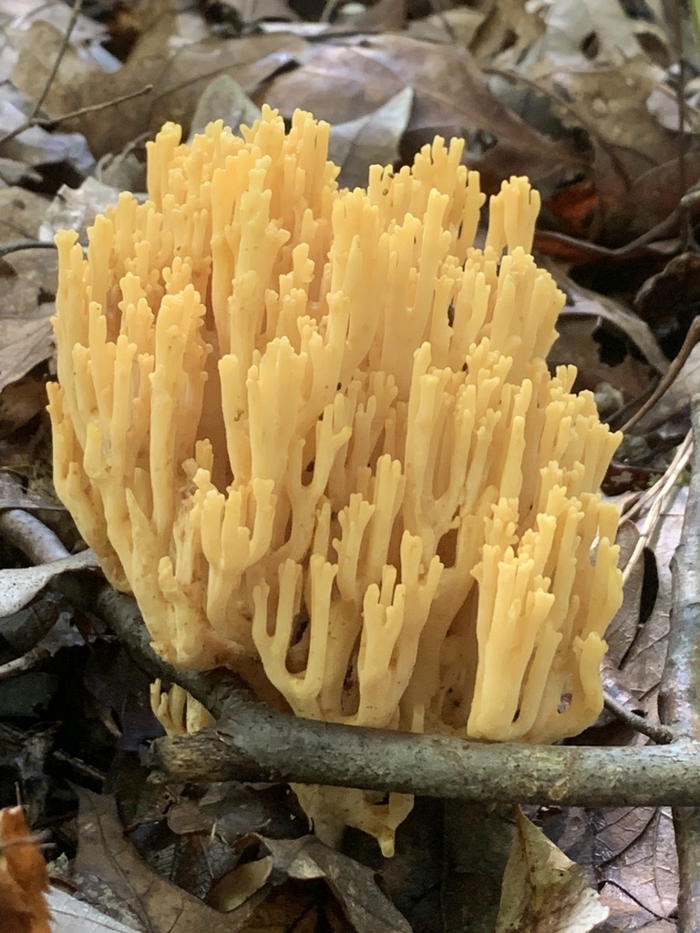 Coral Fungi from Carrollton, OH, US on September 09, 2021 at 11:50 AM ...