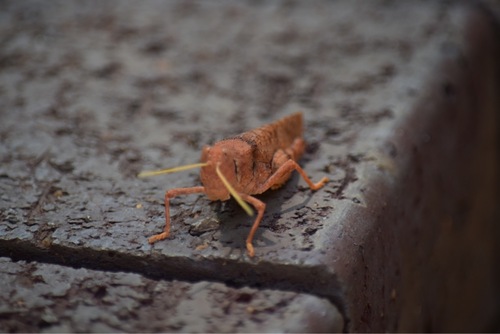 Rufous Toadhopper (Buforania rufa) · iNaturalist