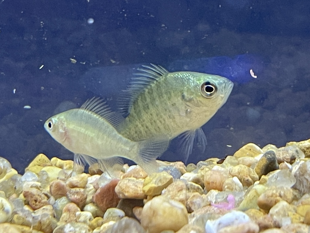 Bluegill in September 2021 by swilmoth · iNaturalist