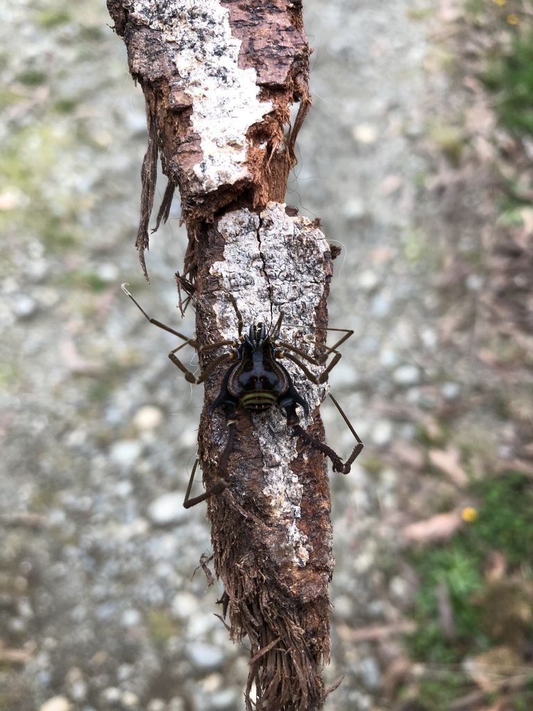 Sadocus asperatus from Calle Los Urales 1–135, Puerto Varas, Los Lagos ...