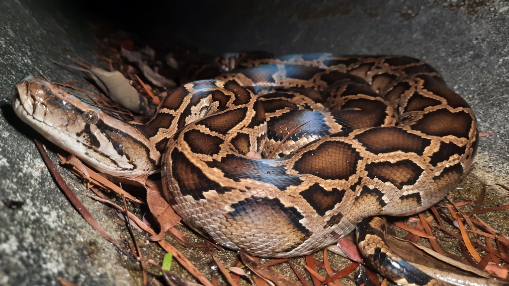 Burmese Python in September 2021 by Tom Lee · iNaturalist