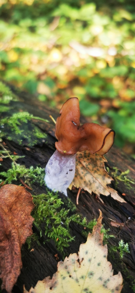 Saddle-shaped False Morel from Švenčionių, LT-VI, LT on September 10 ...