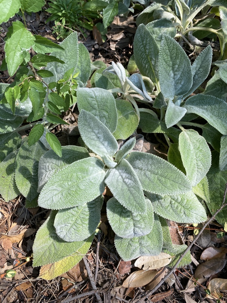 woolly hedgenettle from Reiger Ave, Dallas, TX, US on September 10 ...