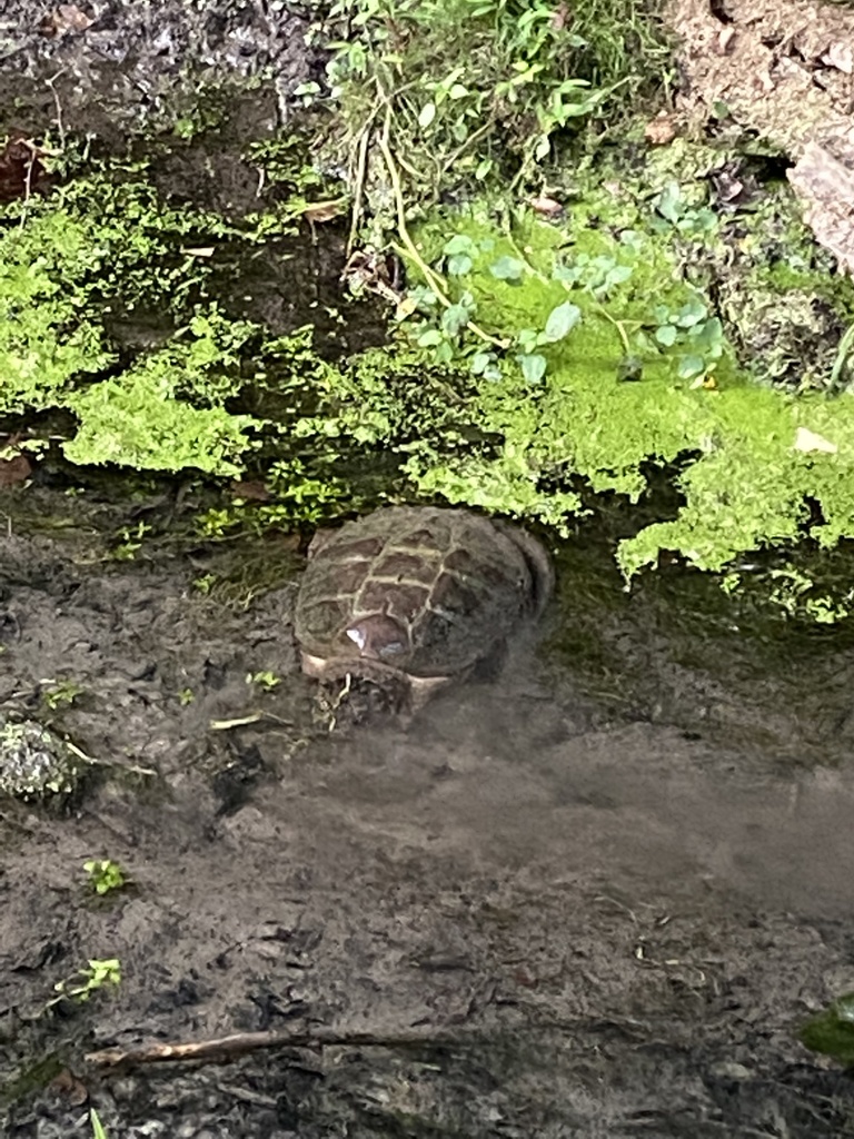 Common Snapping Turtle from Cove Lake State Park, Caryville, TN, US on ...
