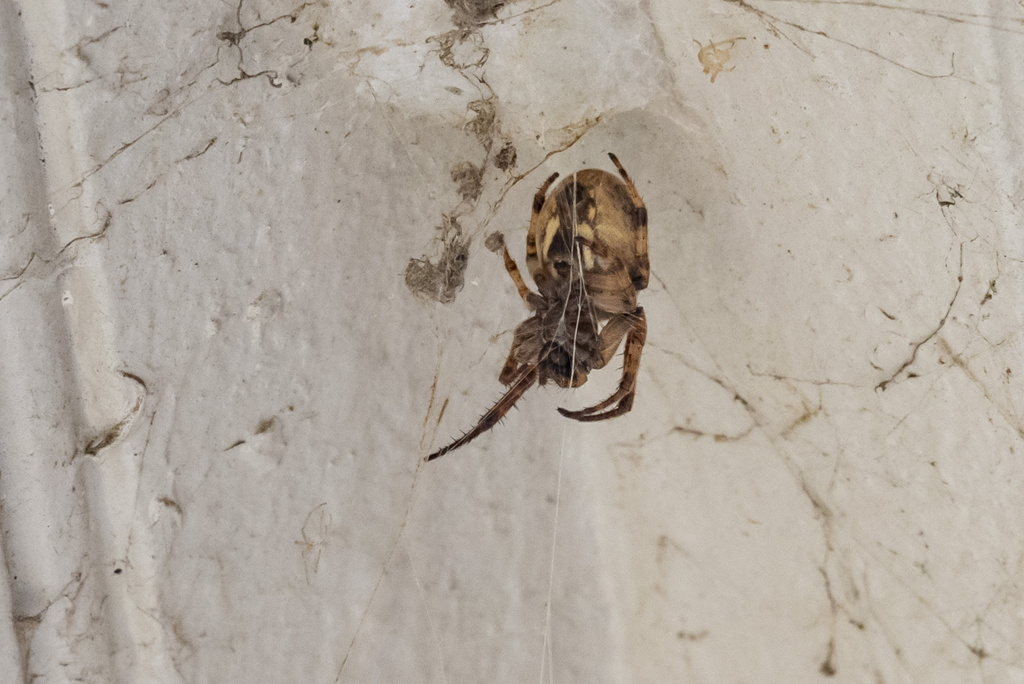 Furrow Orbweaver from Lake Clark, Ennis, TX, US on September 9, 2021 at ...