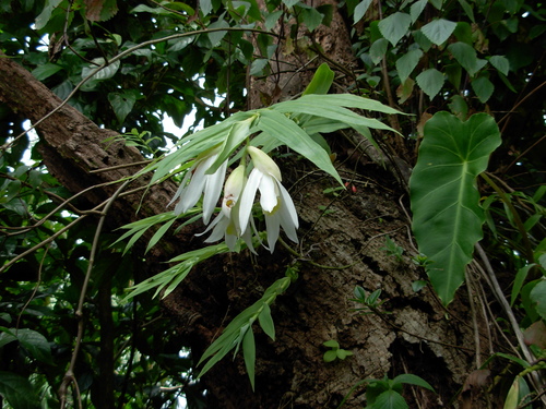 Variety Thunia alba alba · iNaturalist