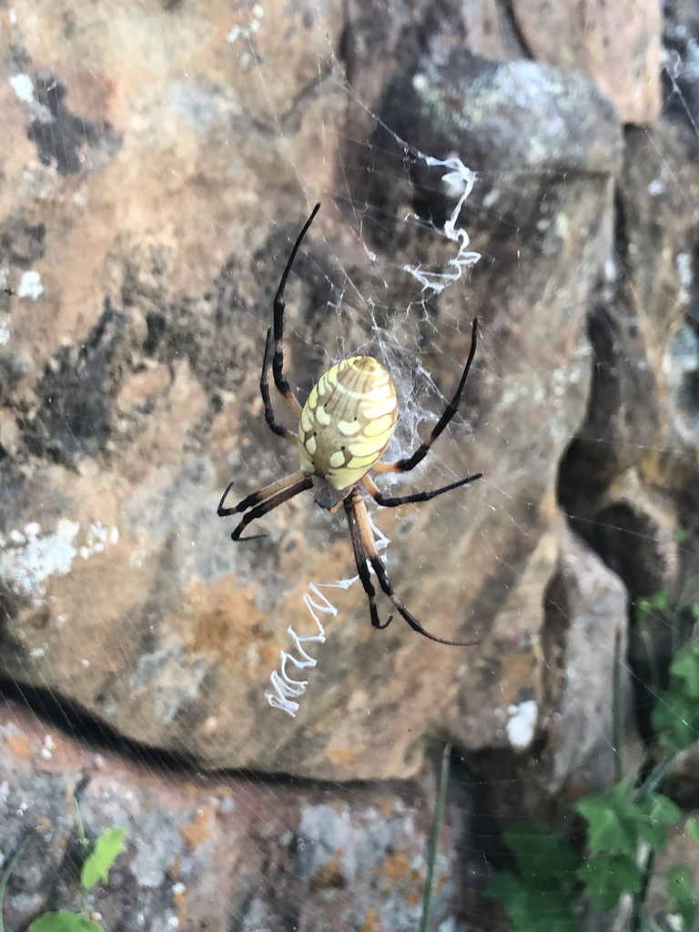 Yellow Garden Spider from Mary Cliff Rd, Dallas, TX, US on September 10 ...