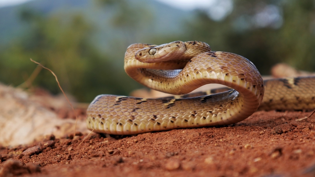 Common Cat Snake from Official Colony, 2nd Lane, Maharanipeta ...