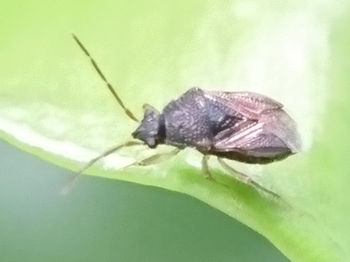 Genus Thebanus · iNaturalist