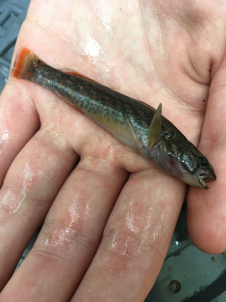 Redfin Darter from 72801, Russellville, AR, US on September 11, 2021 at ...