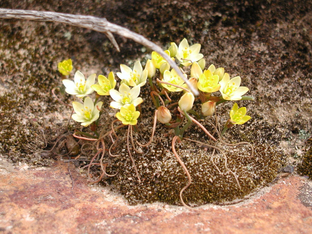 Rock Chink from Zeekoegat on August 15, 2005 by Mary Stobie ...