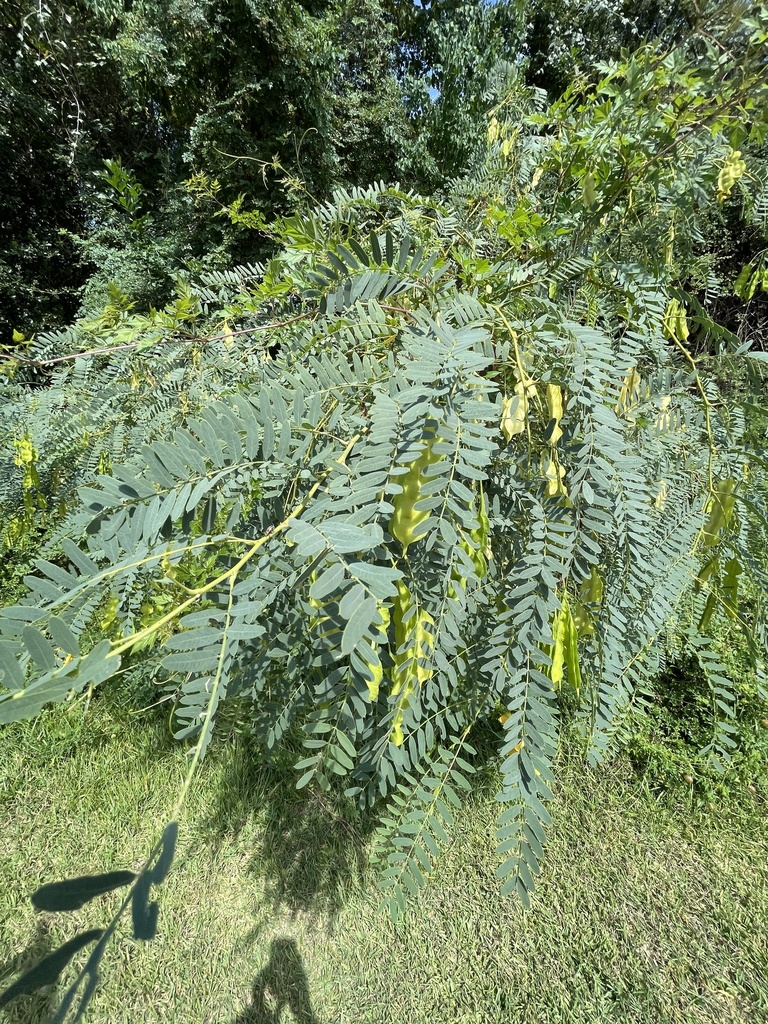 Rattlebush from Pasadena, TX, US on September 11, 2021 at 11:34 AM by ...