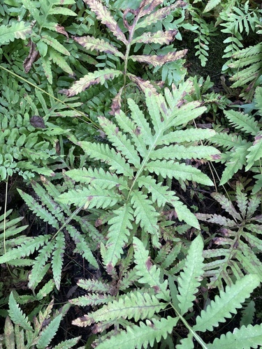 Observations by creoline · iNaturalist