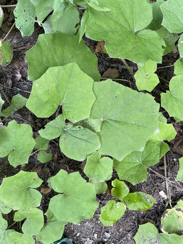 Observações de creoline · BioDiversity4All