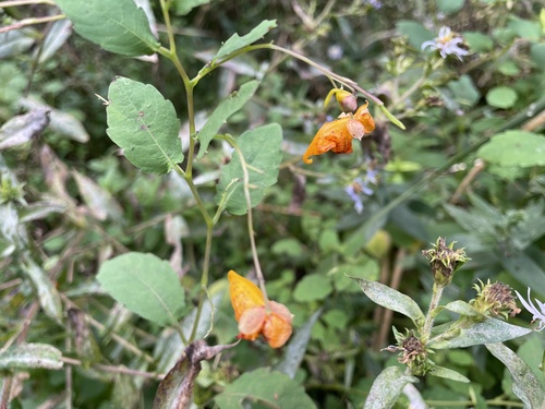 Observações de creoline · BioDiversity4All