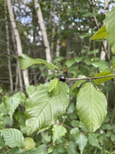 Observações de creoline · BioDiversity4All