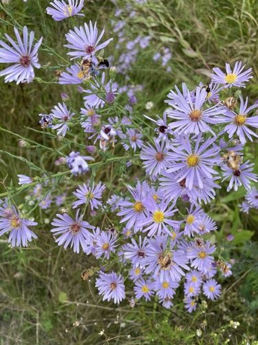 Observações de creoline · BioDiversity4All