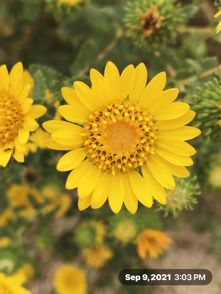 Curlycup Gumweed from SD-44, Long Valley, SD, US on September 9, 2021 ...