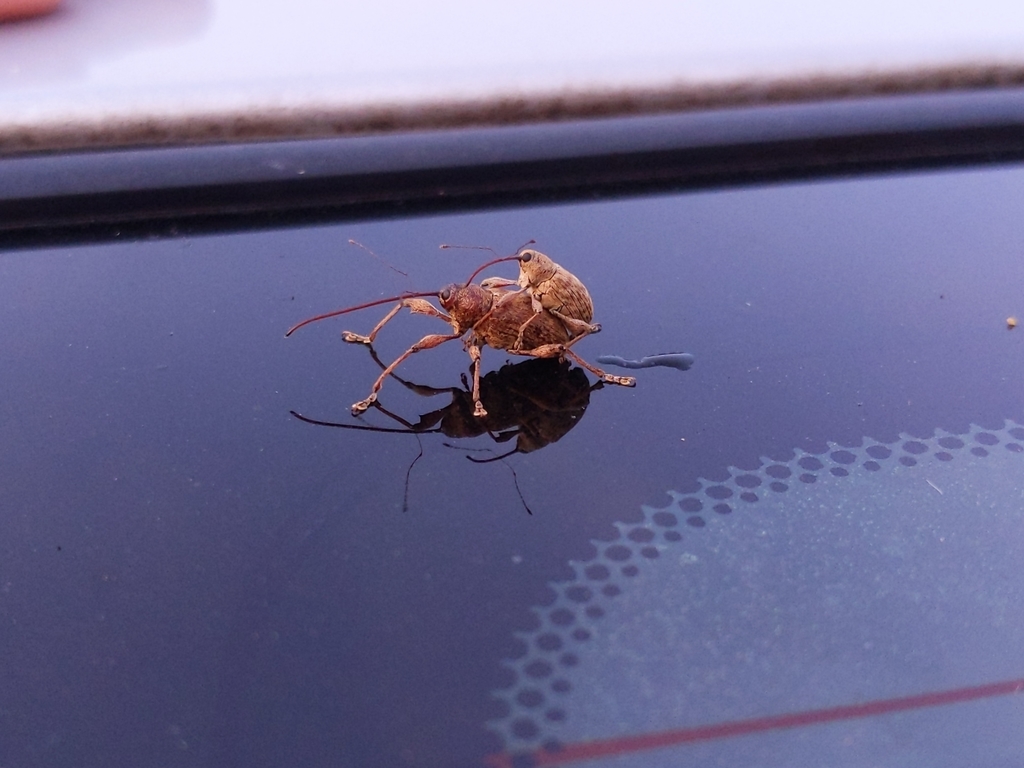 Nut and Acorn Weevils from Norton, OH, USA on September 11, 2021 at 07: ...